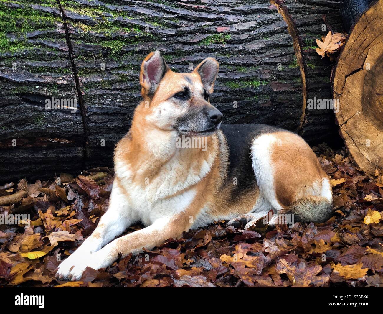 Cute german shepherd in the forest in autumn Stock Photo - Alamy