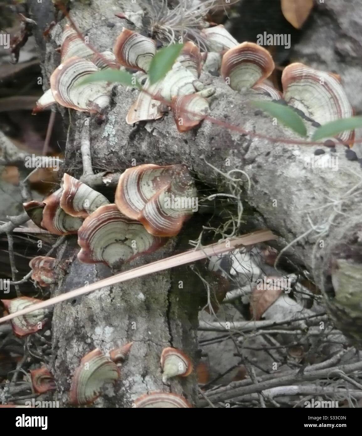 Fungi on bark ,multi colored fungi Stock Photo - Alamy