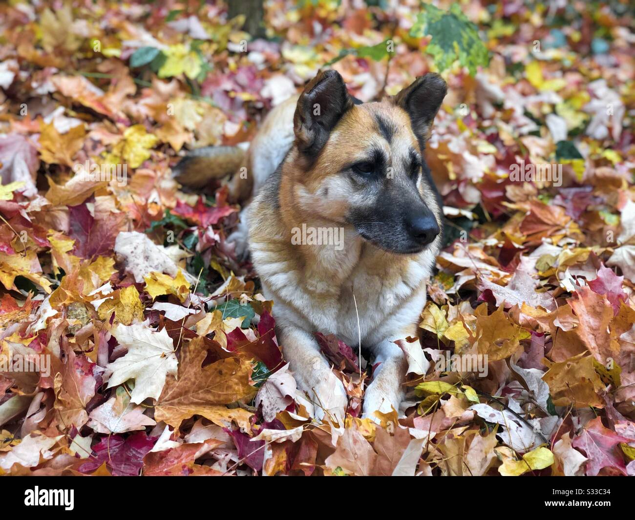 German shepherd in the woods hi-res stock photography and images - Alamy