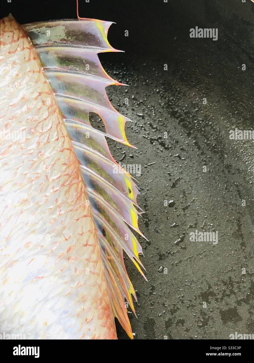 Pink fish hi-res stock photography and images - Alamy