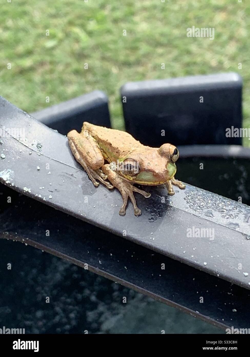 Frog happy hi-res stock photography and images - Alamy