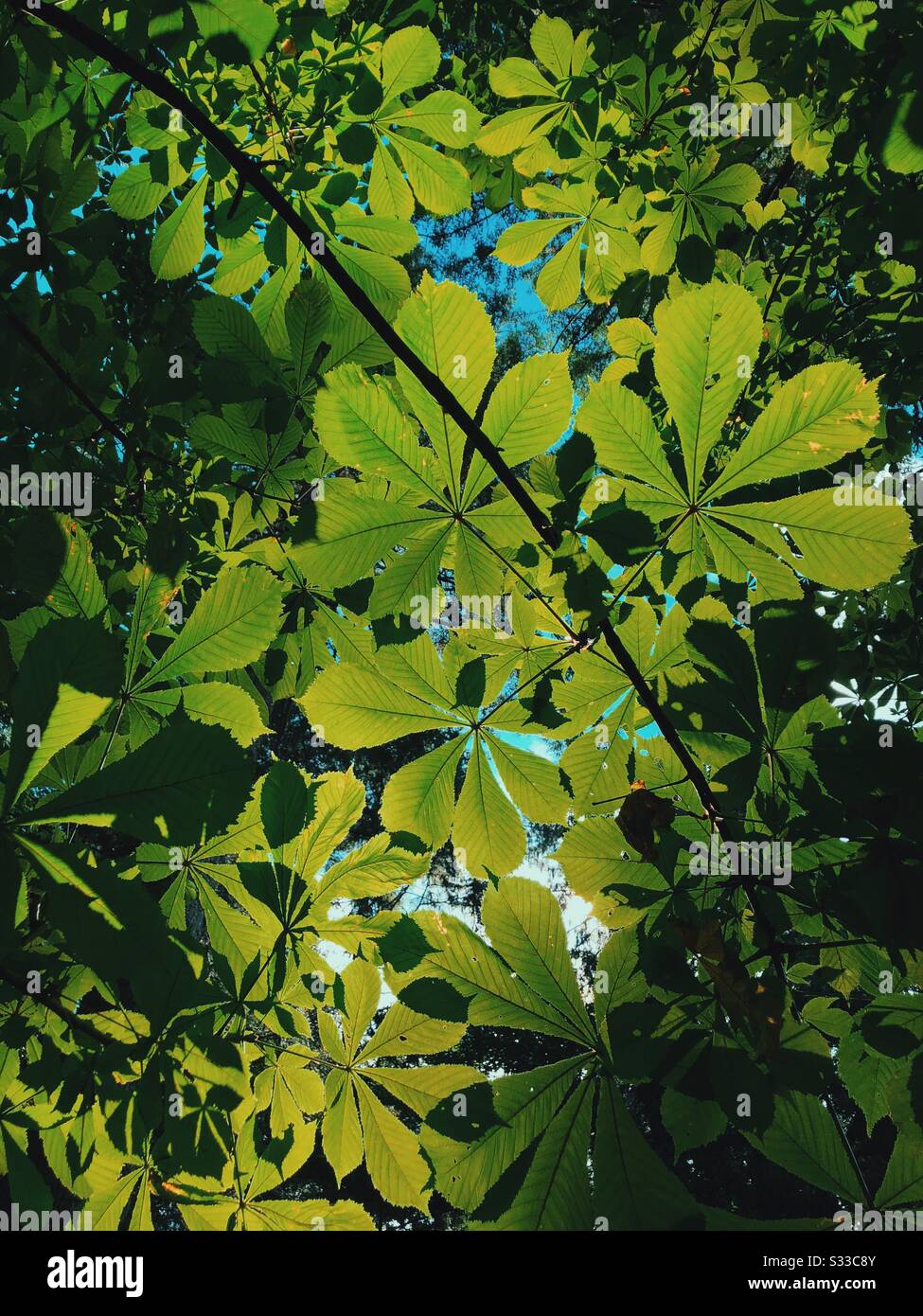 Big leaves hi-res stock photography and images - Alamy