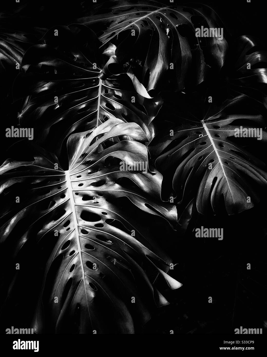 Monsterra leaf hi-res stock photography and images - Alamy