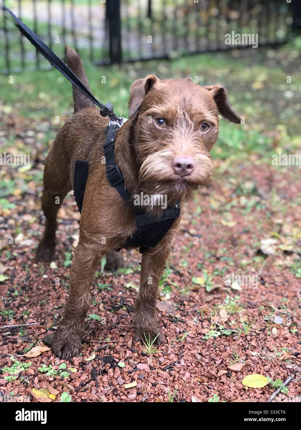 Chocolate patterdale hi-res stock photography and images - Alamy