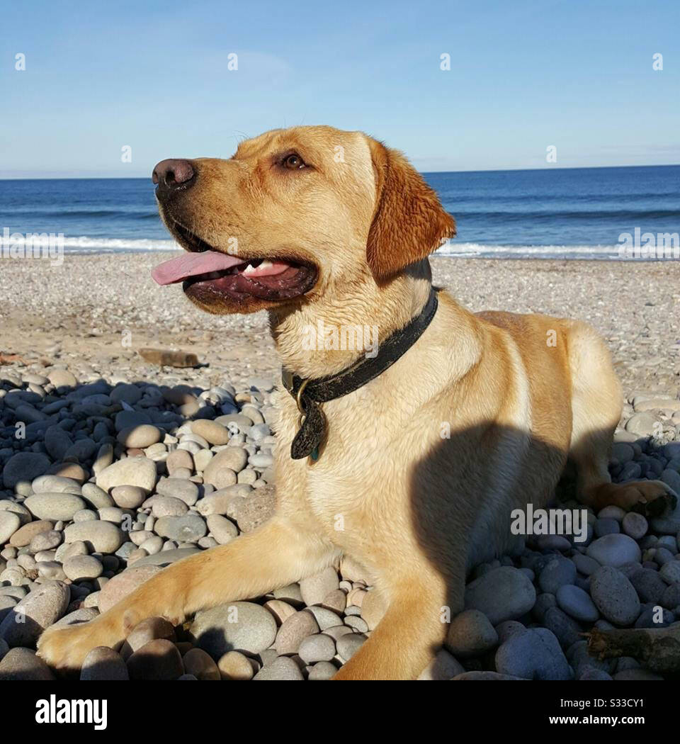 Labrador at beach hi-res stock photography and images - Alamy