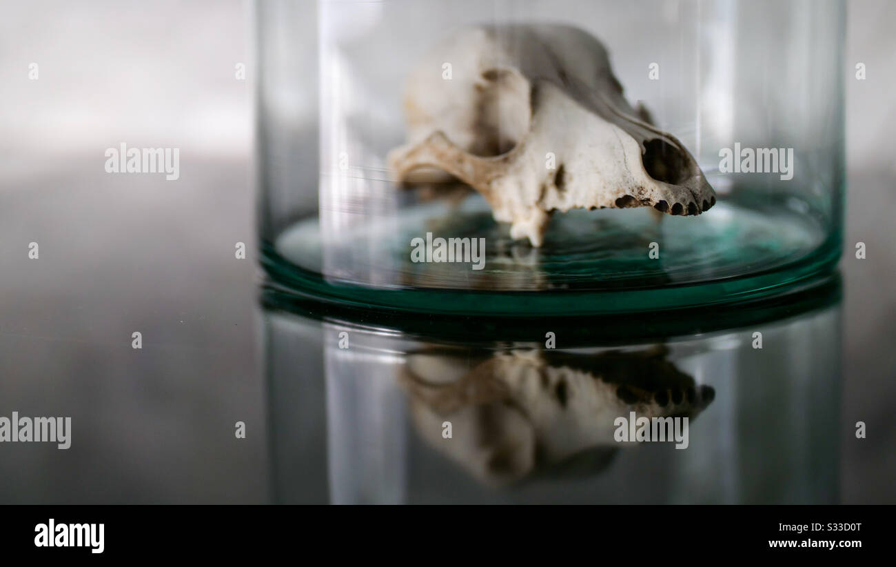 Animal skull in a glass jar Stock Photo - Alamy