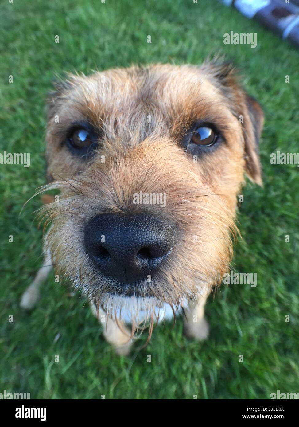 Spud the border terrier hi-res stock photography and images - Alamy