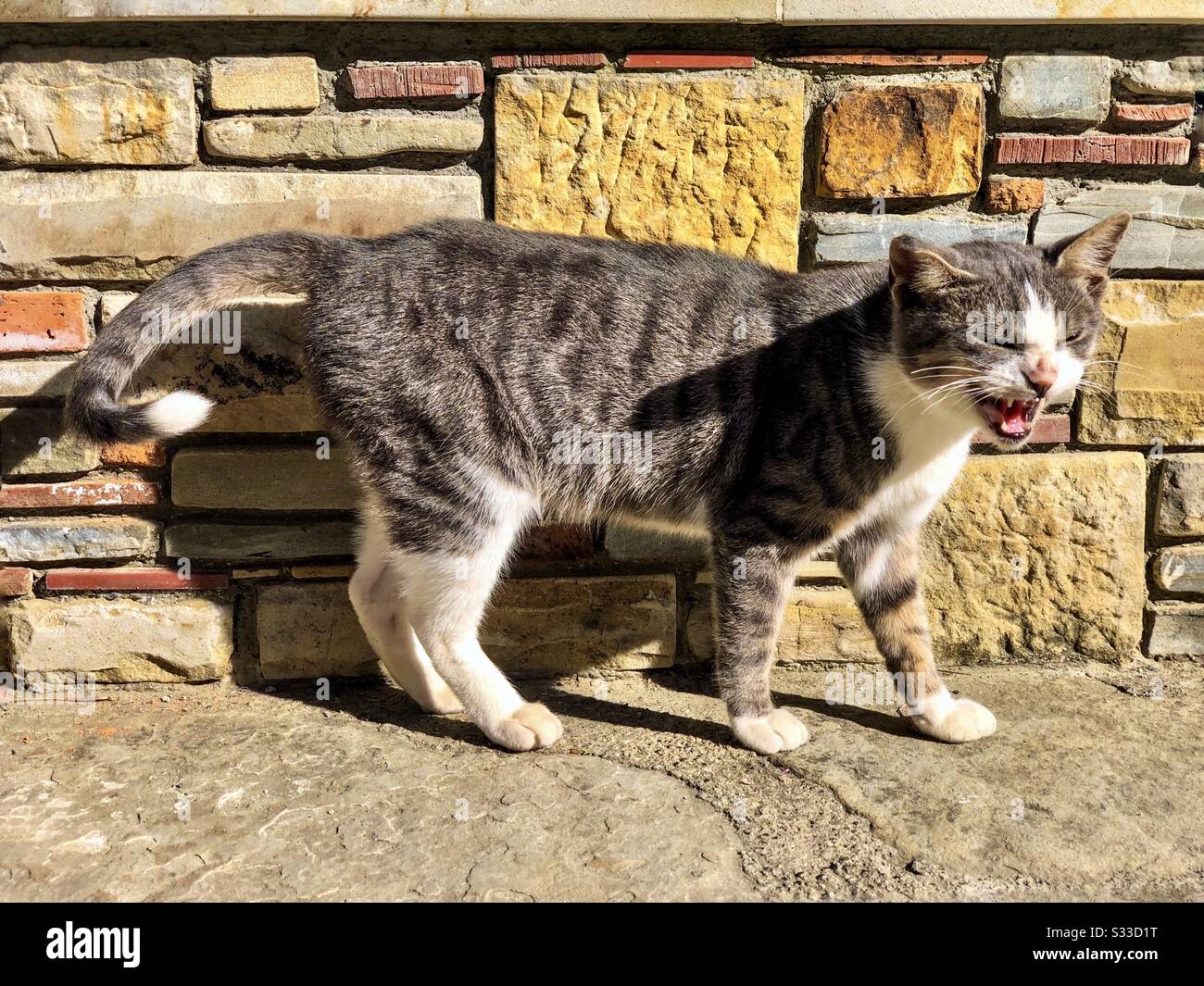Meowing cat hi-res stock photography and images - Alamy