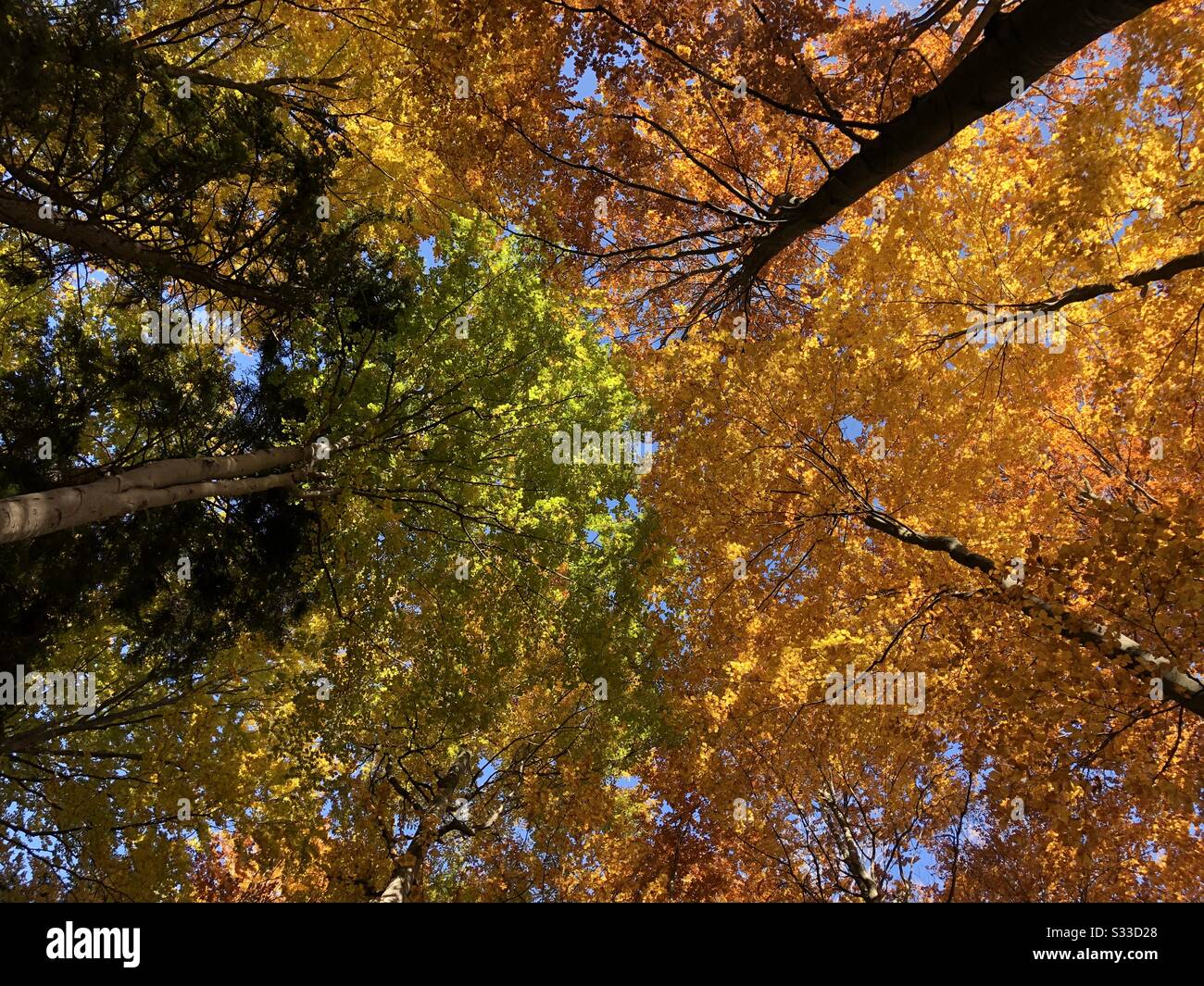 Looking up at trees with autumn leaves Stock Photo - Alamy