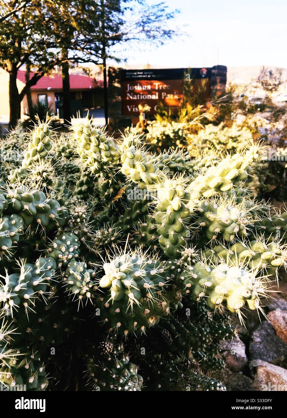 Cacti california hi-res stock photography and images - Alamy