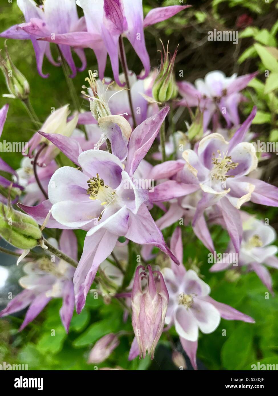Pink columbine hi-res stock photography and images - Alamy