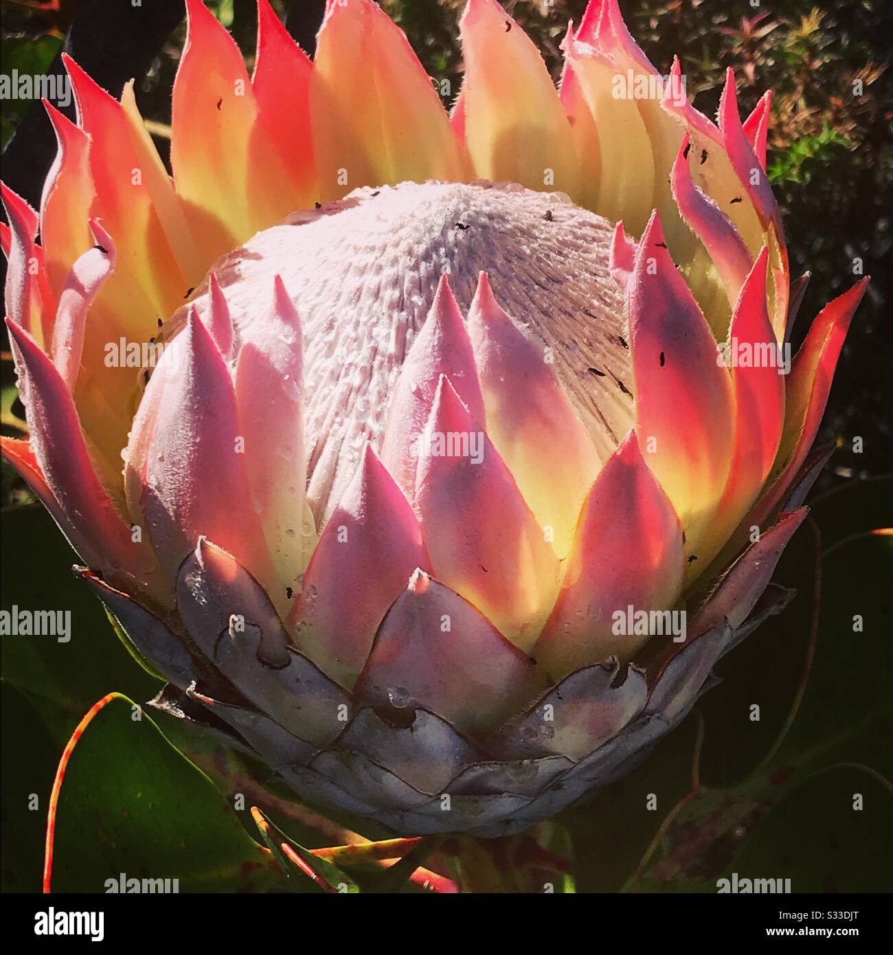 King protea flower hi-res stock photography and images - Alamy