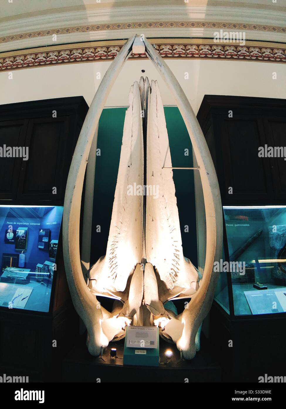 Museo ciencias naturales argentina hi-res stock photography and images ...