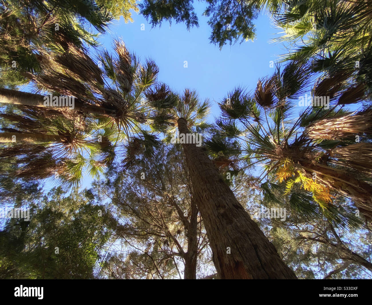 Low angle view of palm trees Stock Photo - Alamy