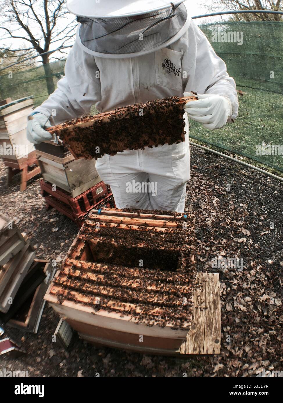 Save the honeybee hi-res stock photography and images - Alamy