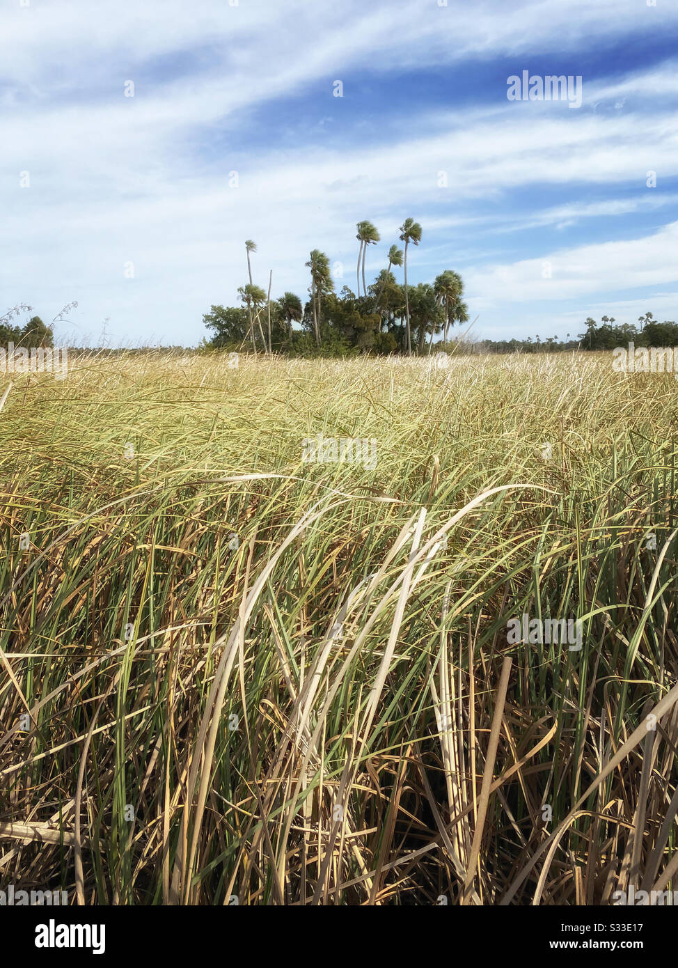Florida Swamp Trees High Resolution Stock Photography and Images - Alamy