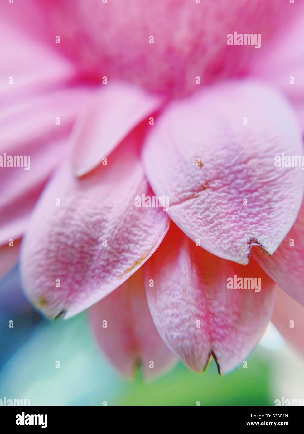 Gerbera daisy layers hi-res stock photography and images - Alamy
