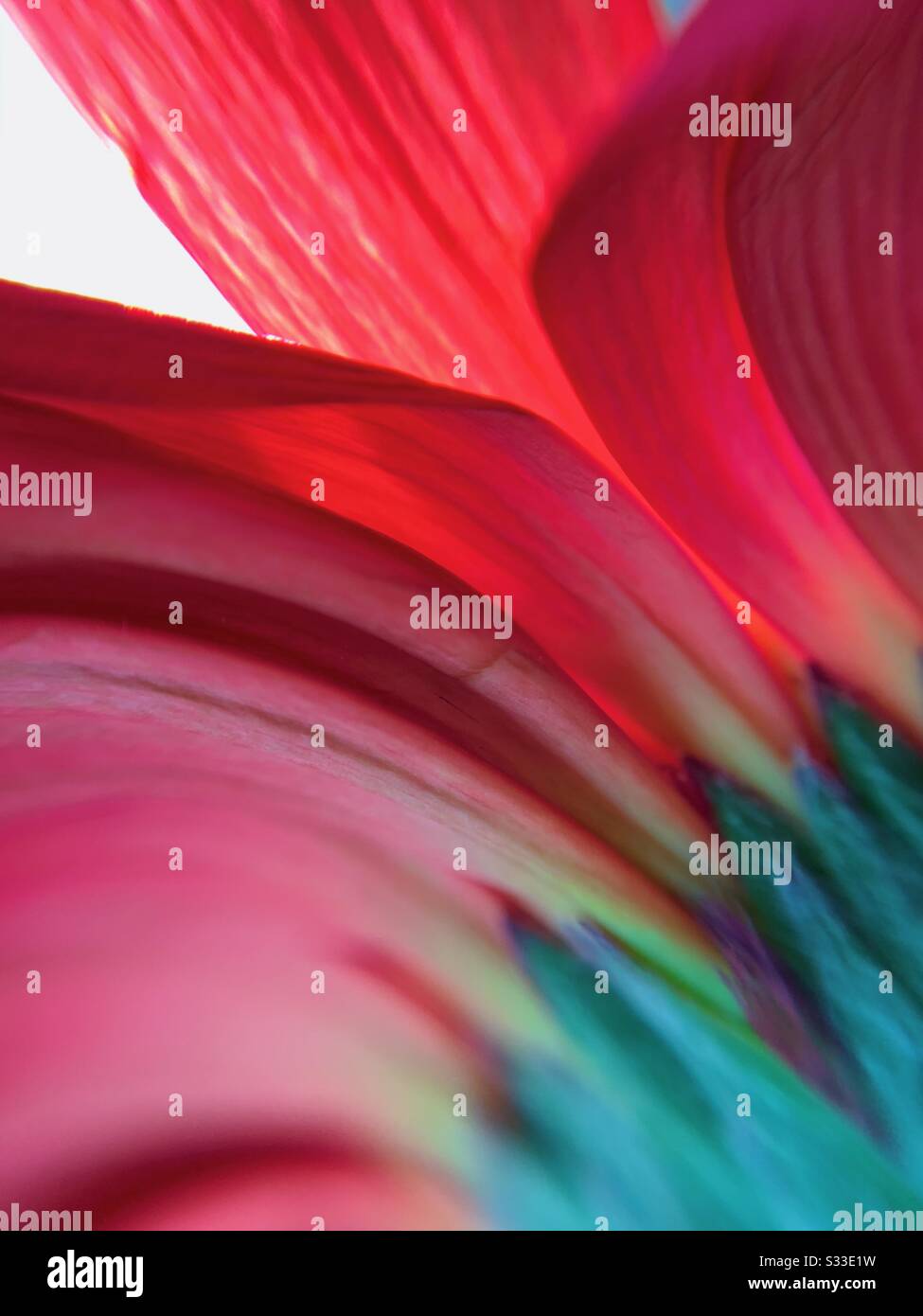 Underside daisy flower close up hi-res stock photography and images - Alamy