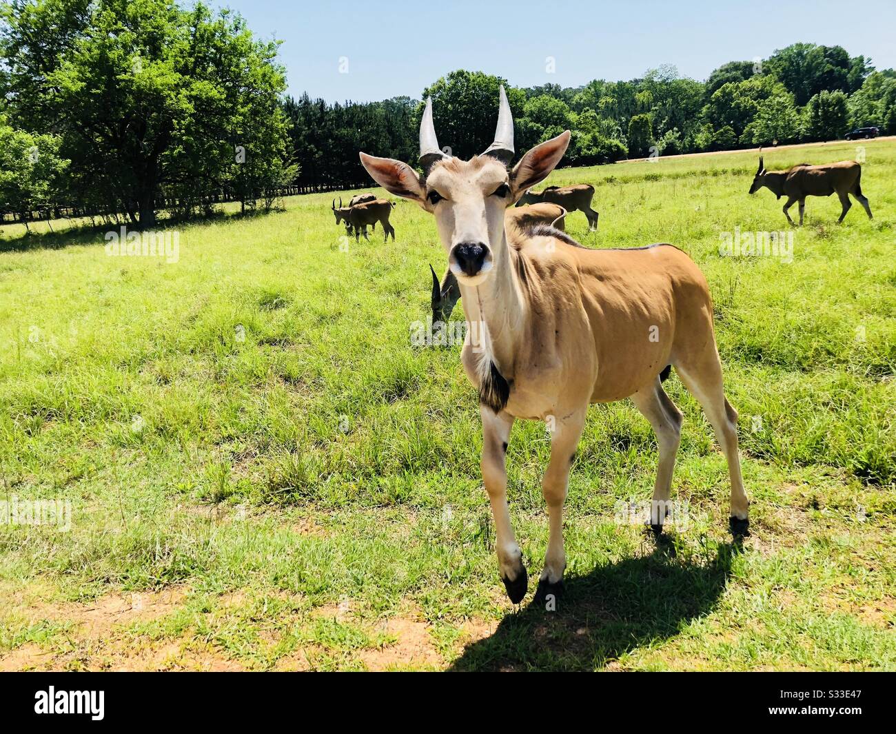Most beautiful animals hi-res stock photography and images - Alamy