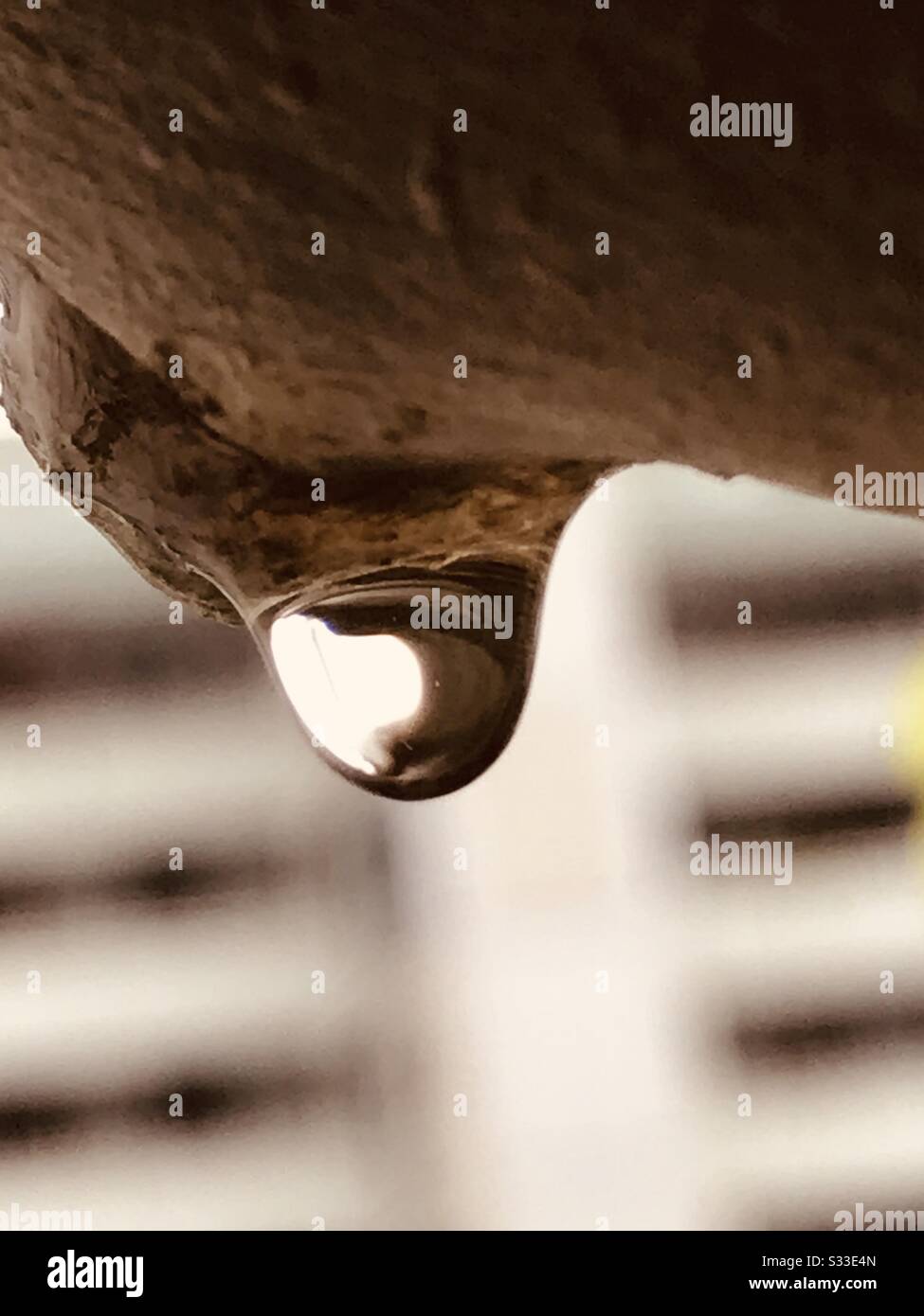 drop of rain water droplets sliding through a branch- waited to drip ...