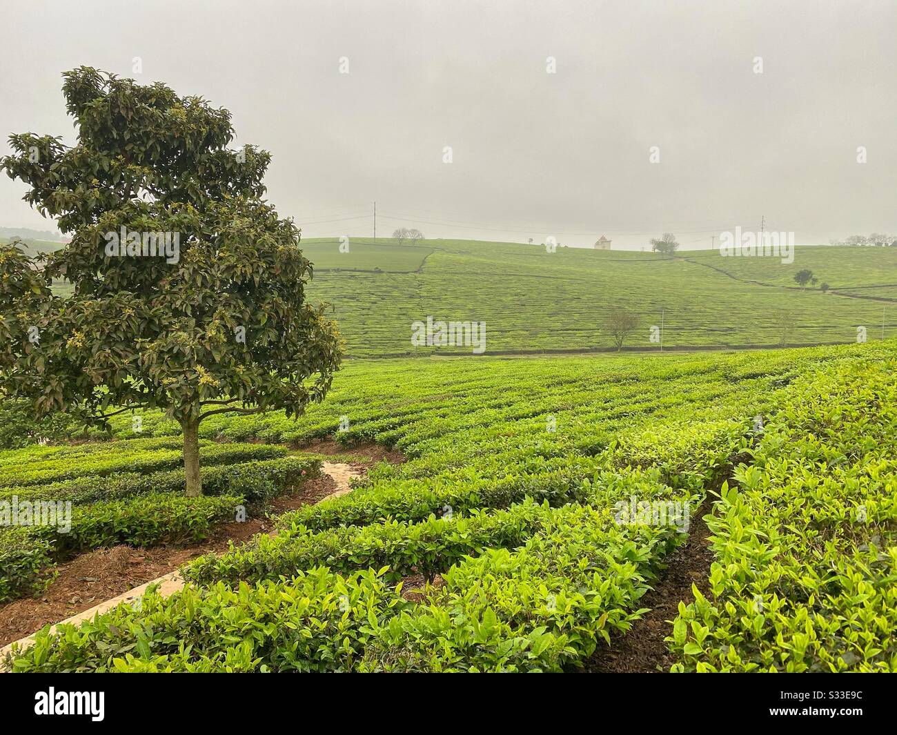 Tree and tea plantation hi-res stock photography and images - Alamy