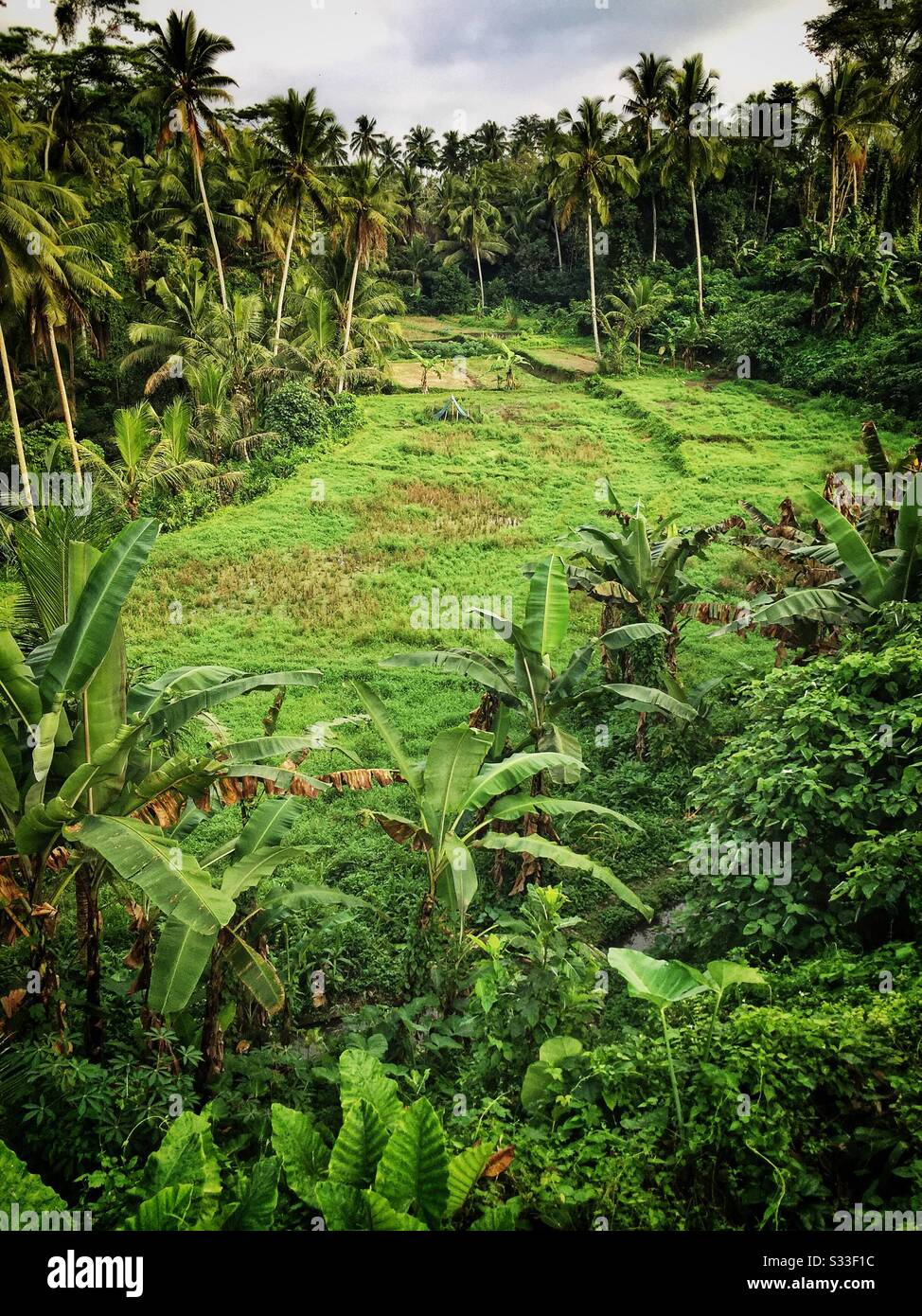 Rice paddy fields near Ubud, Bali, Indonesia Stock Photo - Alamy