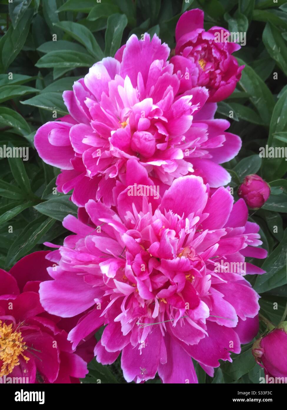Purple peony hi-res stock photography and images - Alamy