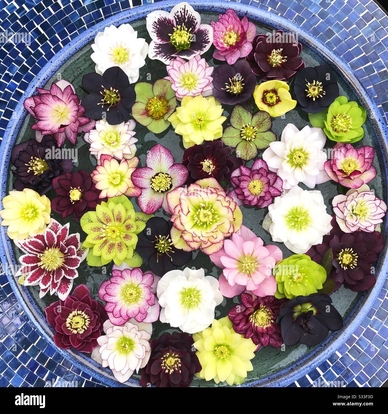 Top down flowers hi-res stock photography and images - Alamy
