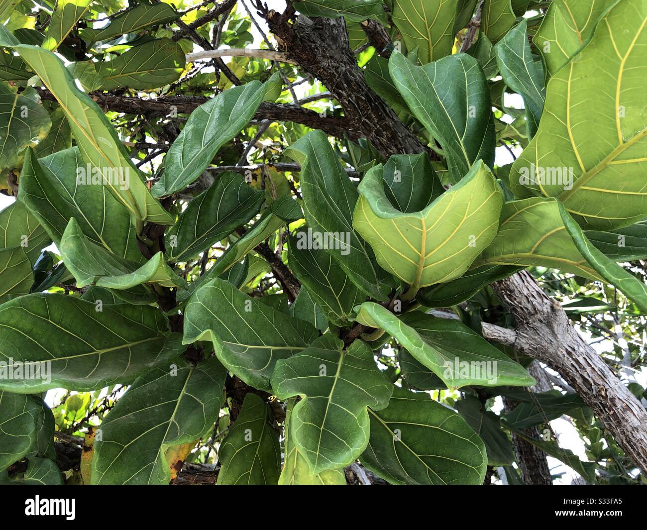 Fig tree leaves hi-res stock photography and images - Alamy