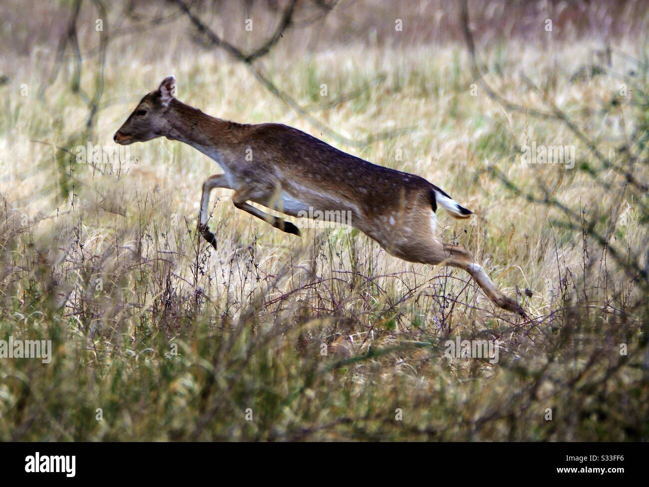 Jumping deer hi-res stock photography and images - Alamy