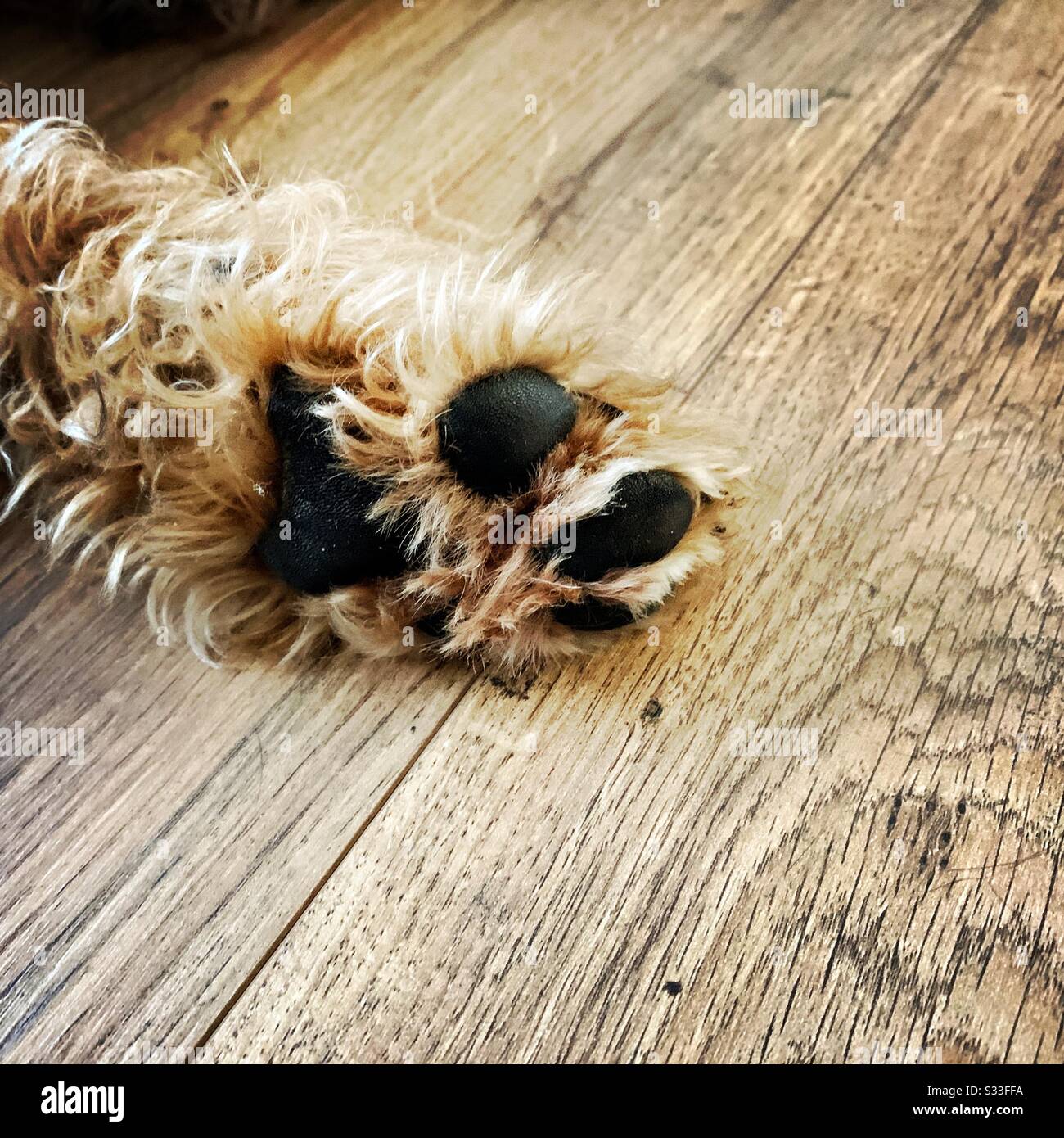 A close up shot on the furry paw of a young Airedale Terrier pet dog ...