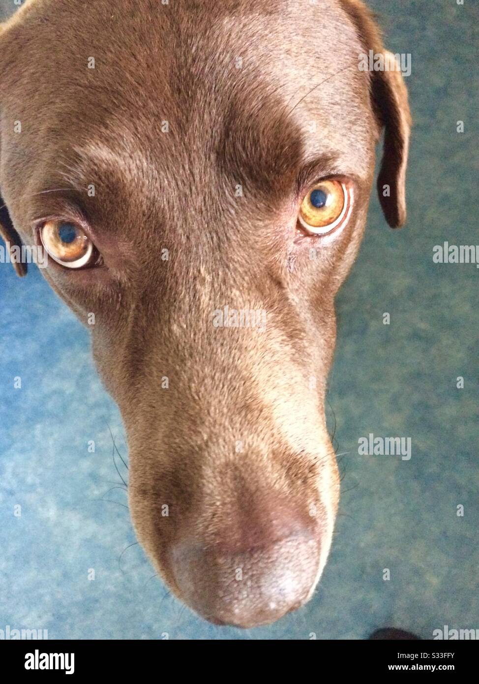 Labrador head hi-res stock photography and images - Alamy