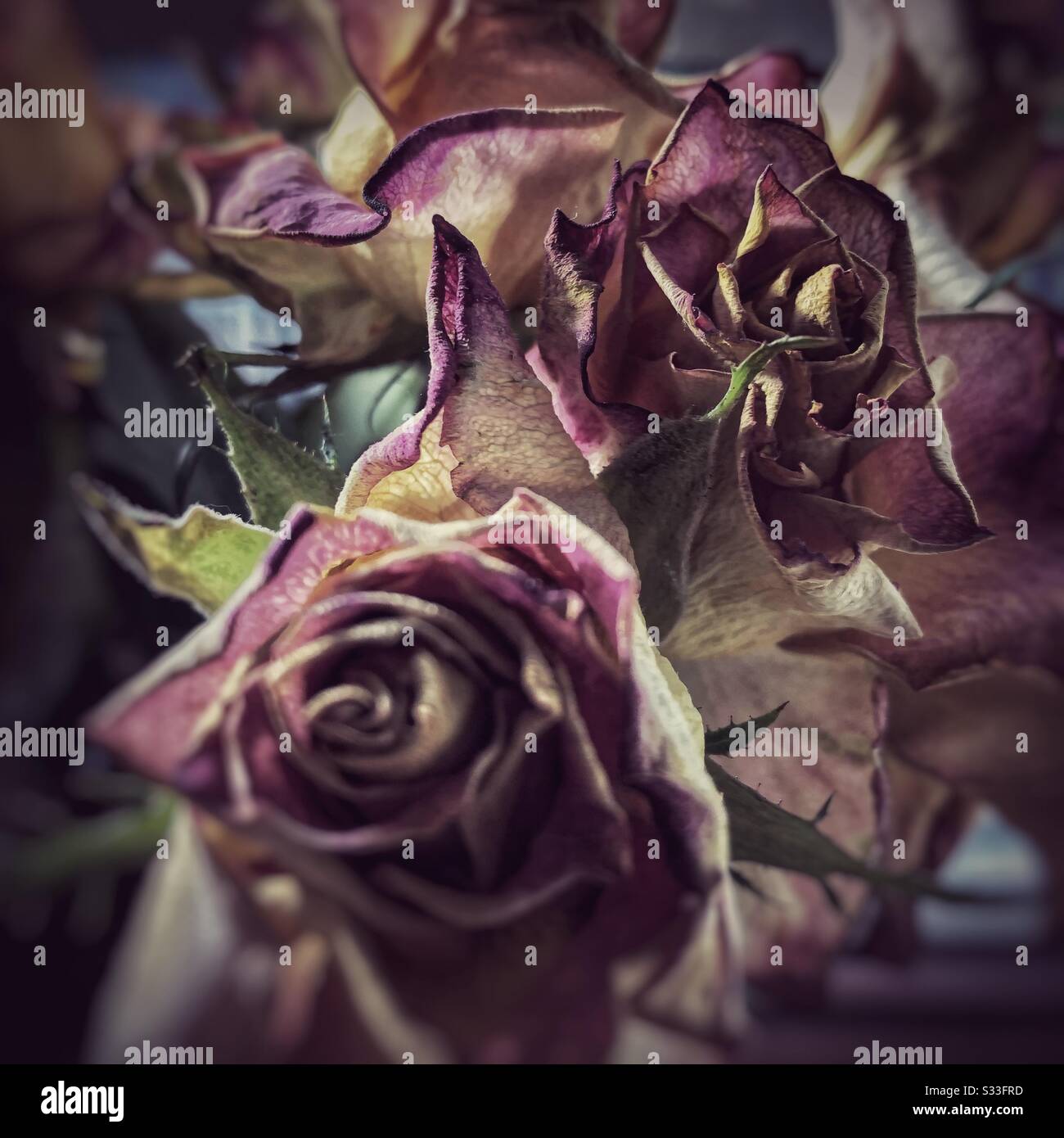 Dry roses captured in natural light Stock Photo - Alamy