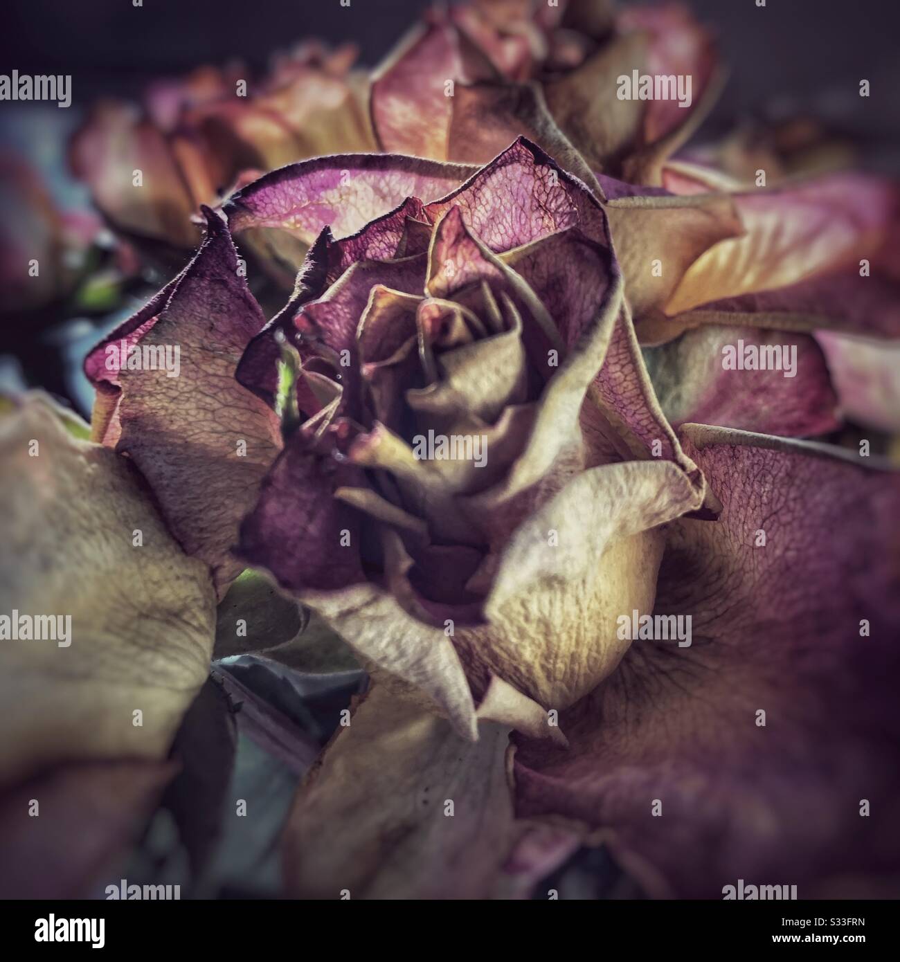 Dry rose captured in natural light Stock Photo - Alamy