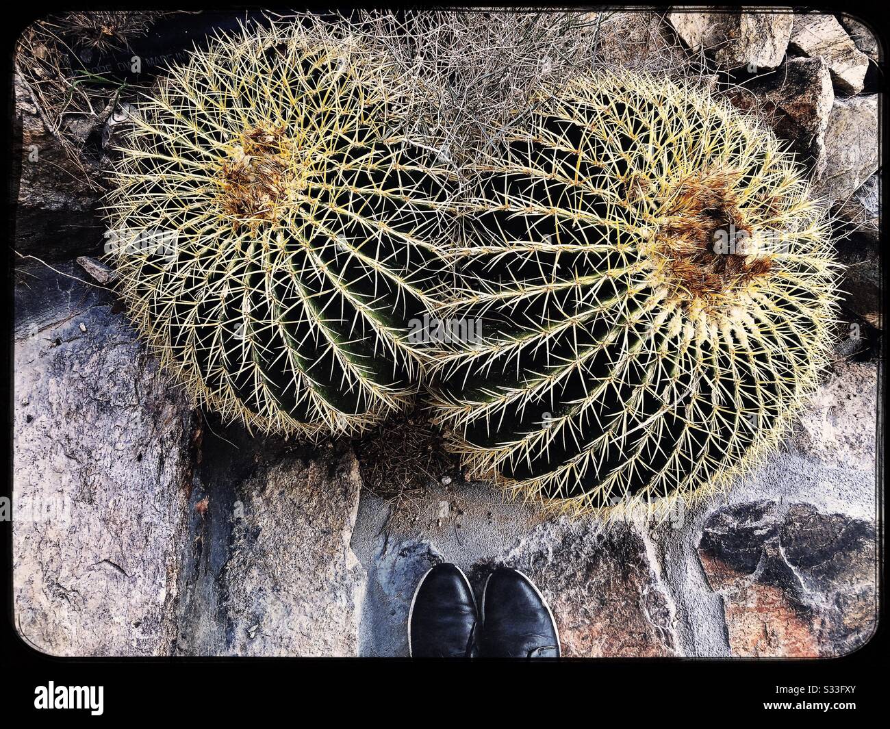 Cacti california hi-res stock photography and images - Alamy