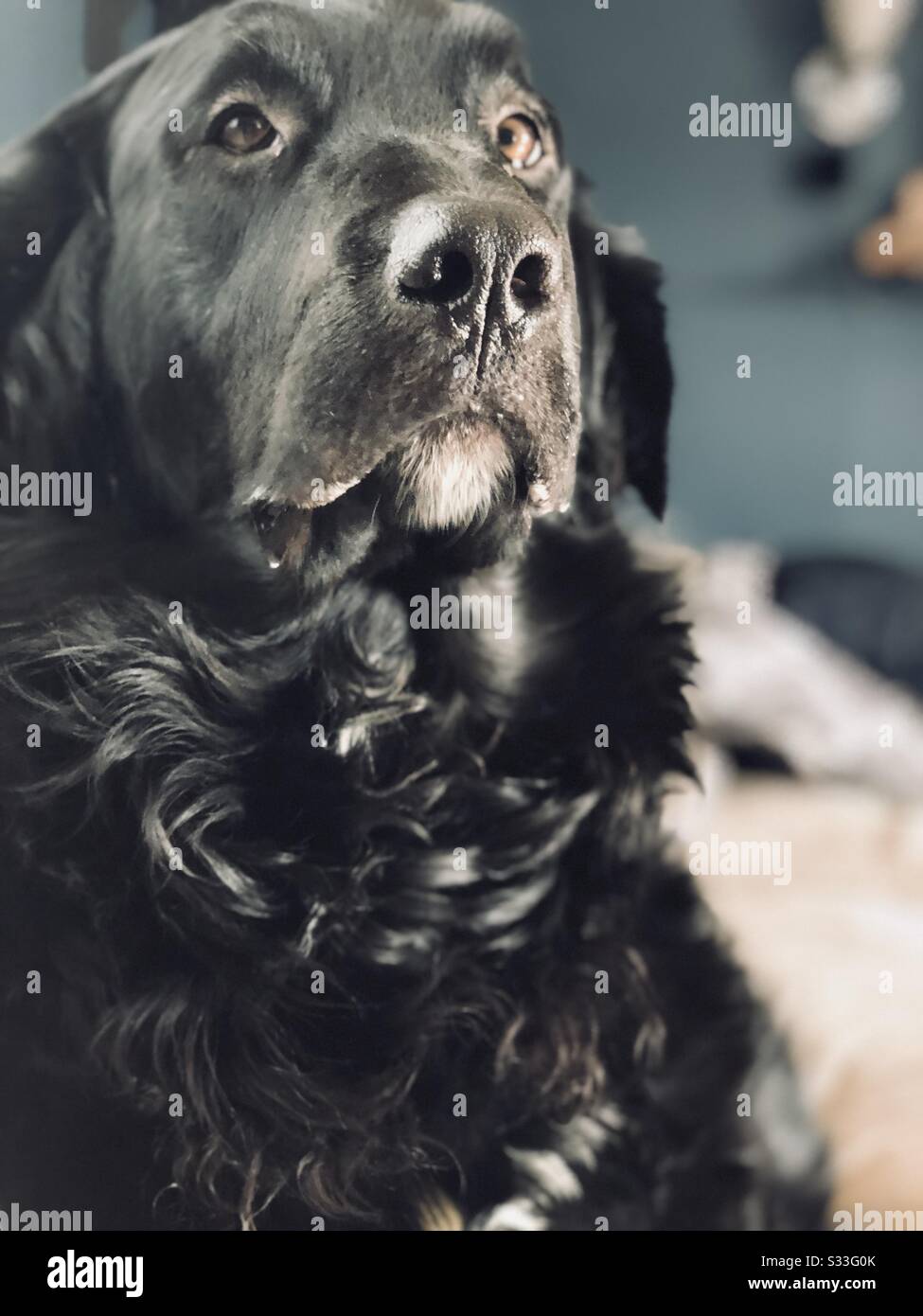 Good boy hi-res stock photography and images - Alamy