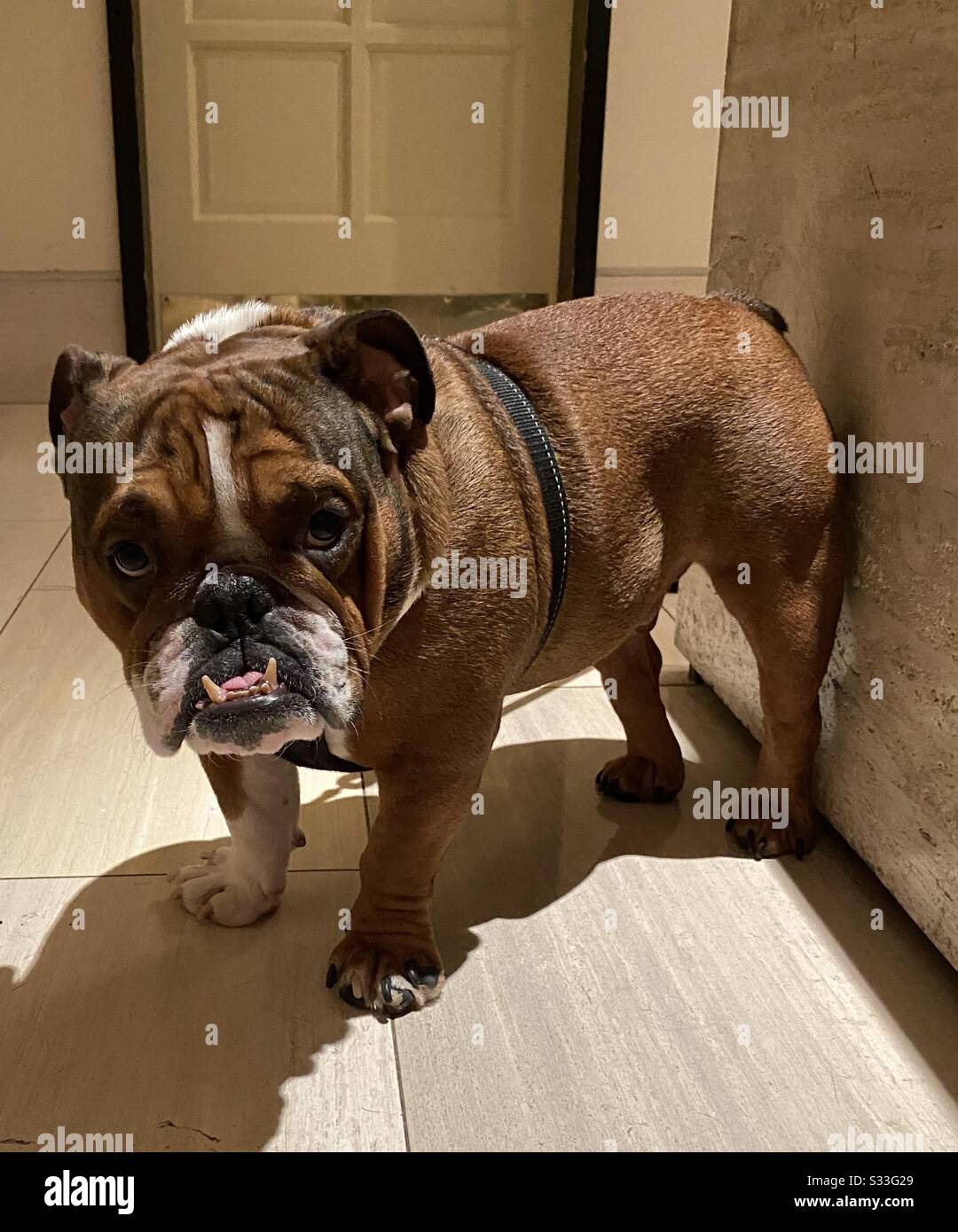 English bulldog with a very serious look on his face Stock Photo - Alamy