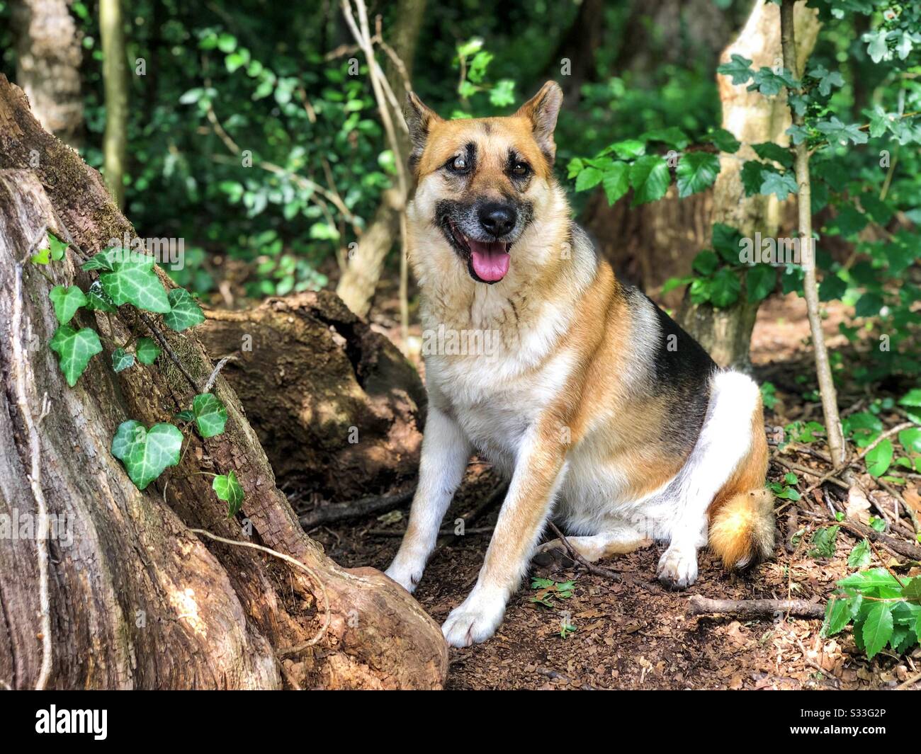 Cute german shepherd in the forest Stock Photo - Alamy