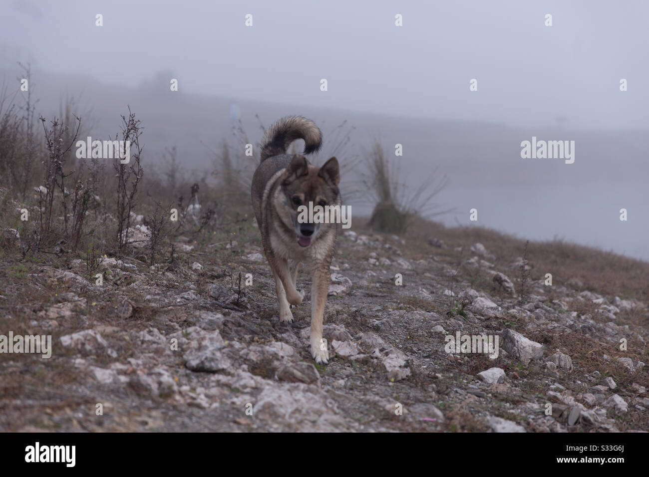 Mystic wolf hi-res stock photography and images - Alamy
