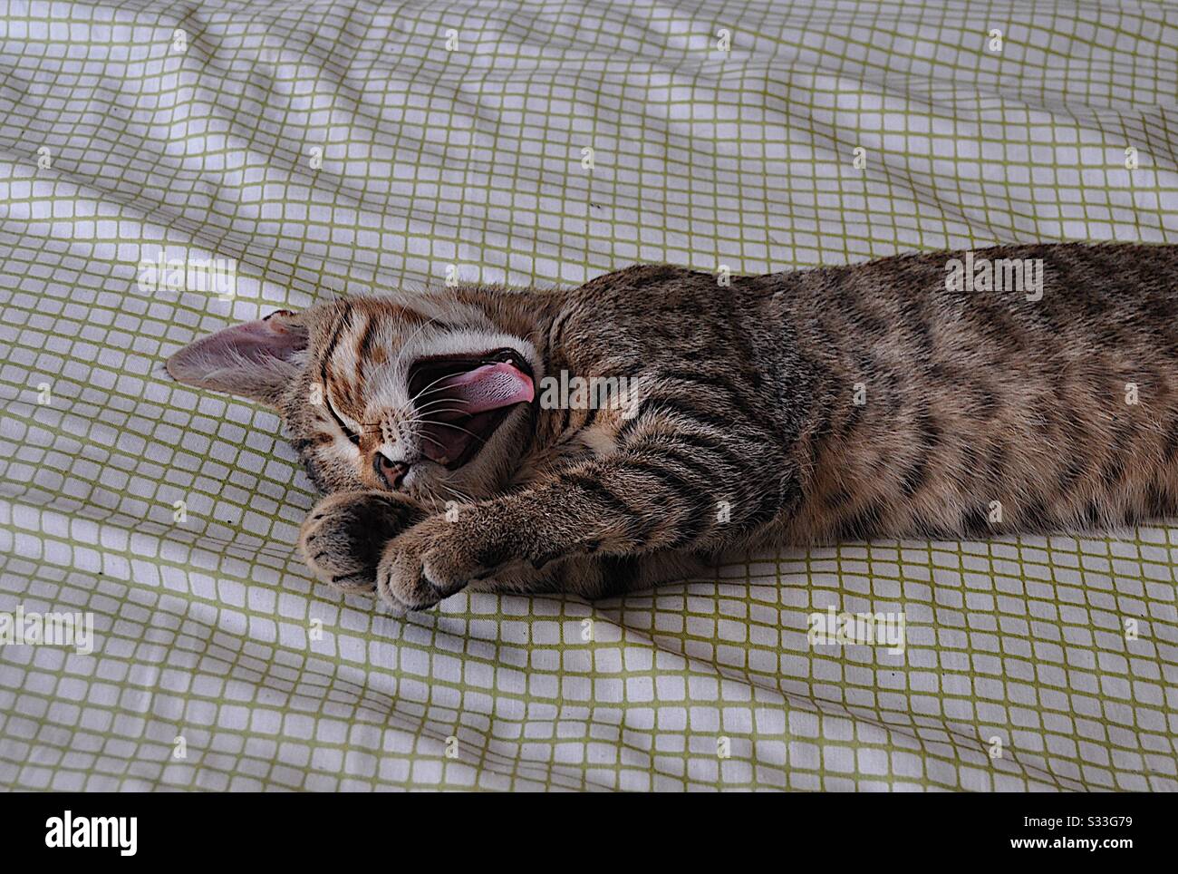 Tired cat hi-res stock photography and images - Alamy