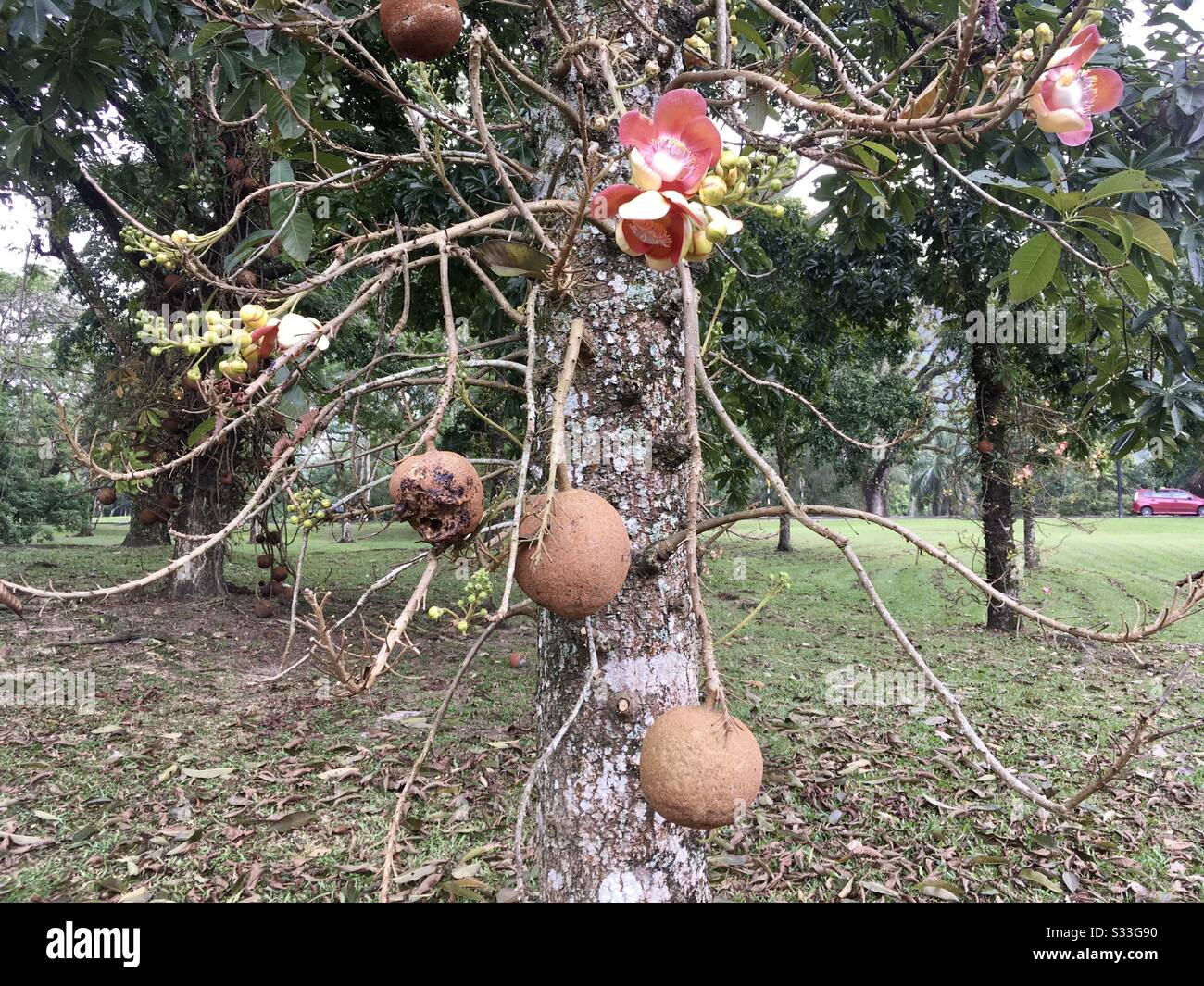 Cannonball tree, Couroupita guianensis Stock Photo - Alamy