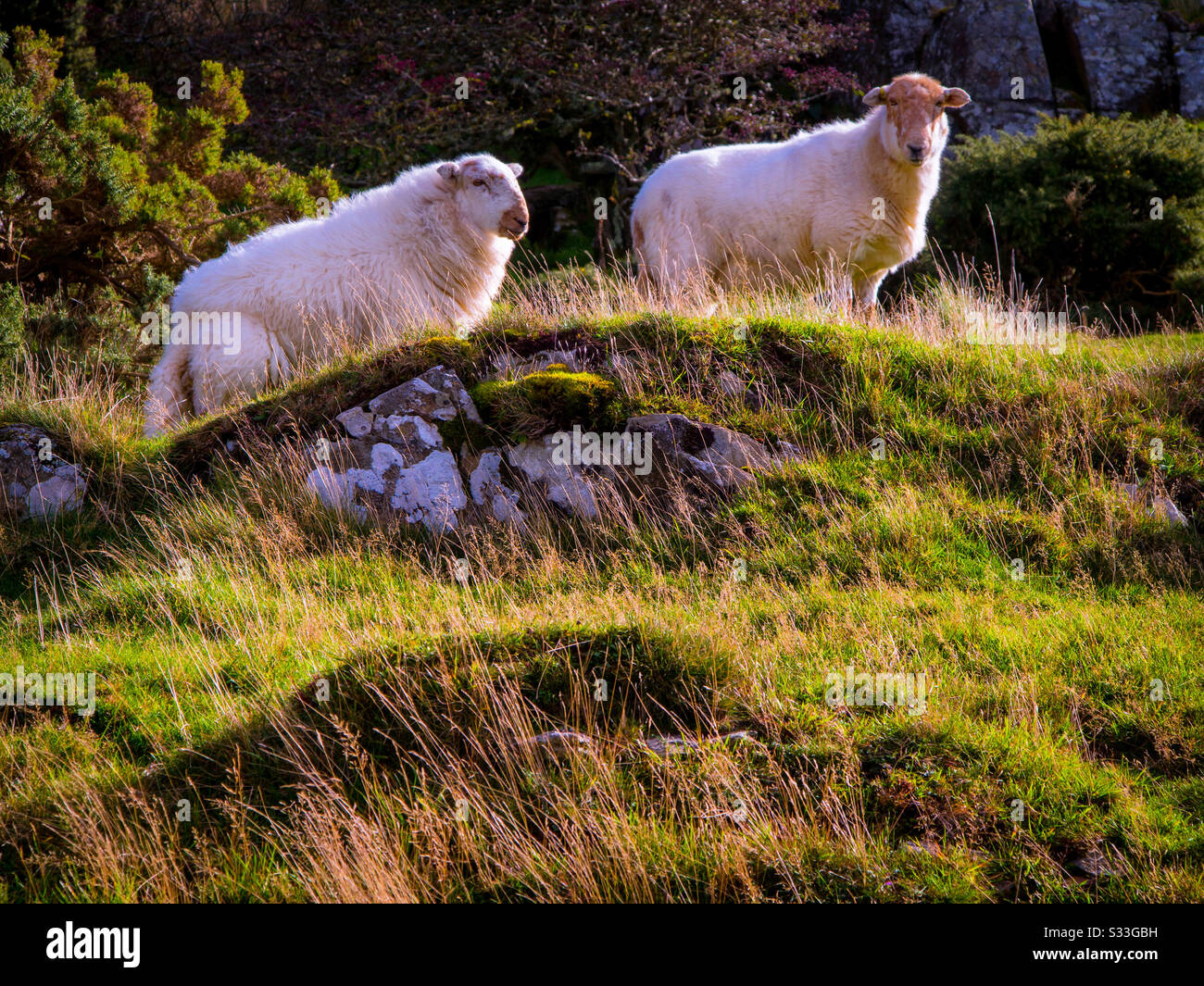 Two sheep grazing on a hillside on a farm Stock Photo - Alamy
