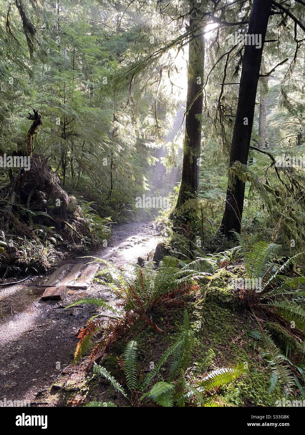 Rainforest path hi-res stock photography and images - Alamy