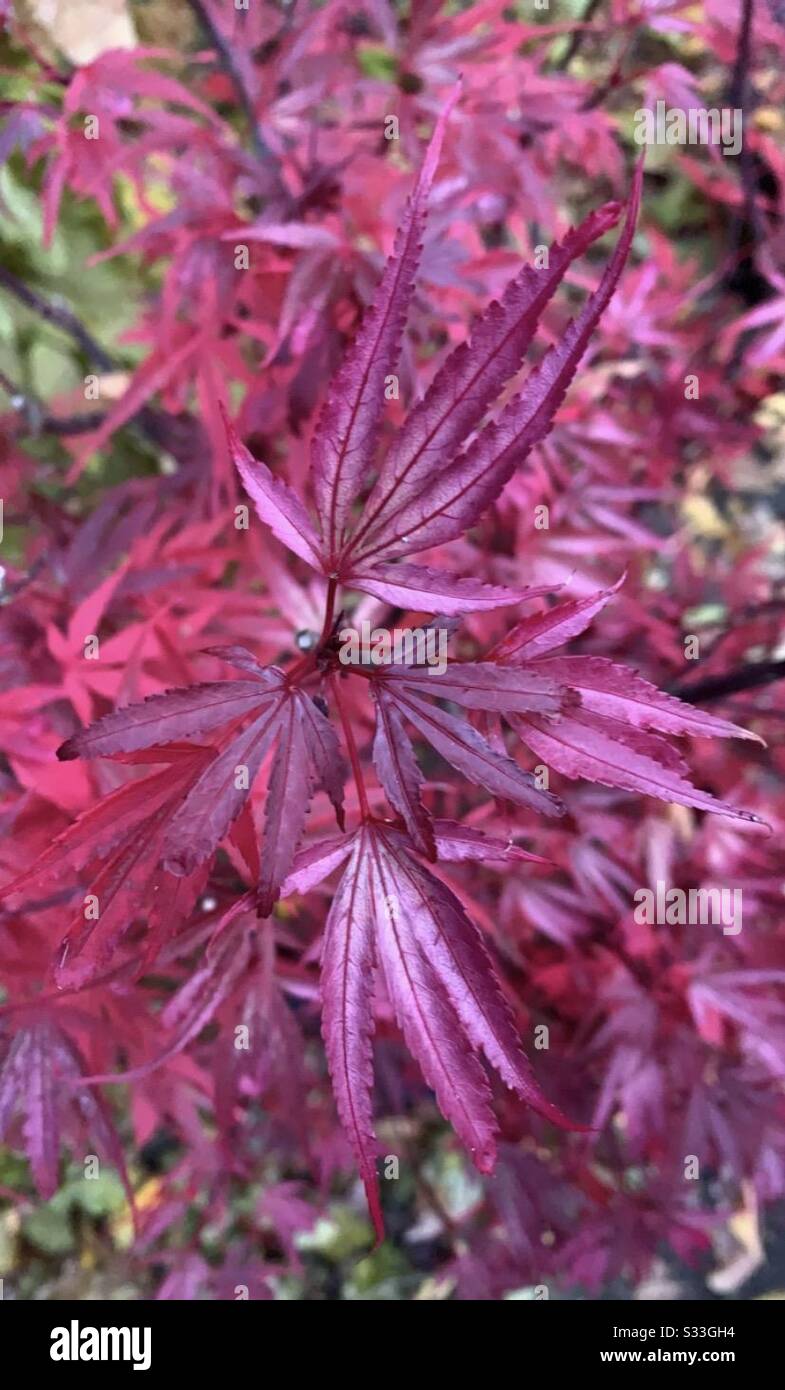 Acer Palmatum Shaina High Resolution Stock Photography and Images - Alamy