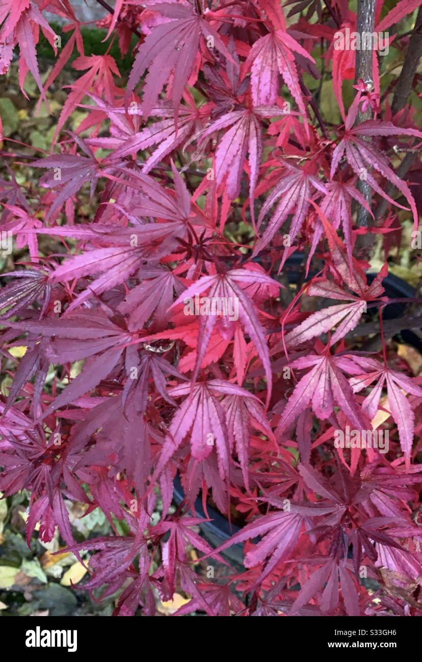 Acer palmatum shaina japanese maple hi-res stock photography and images ...
