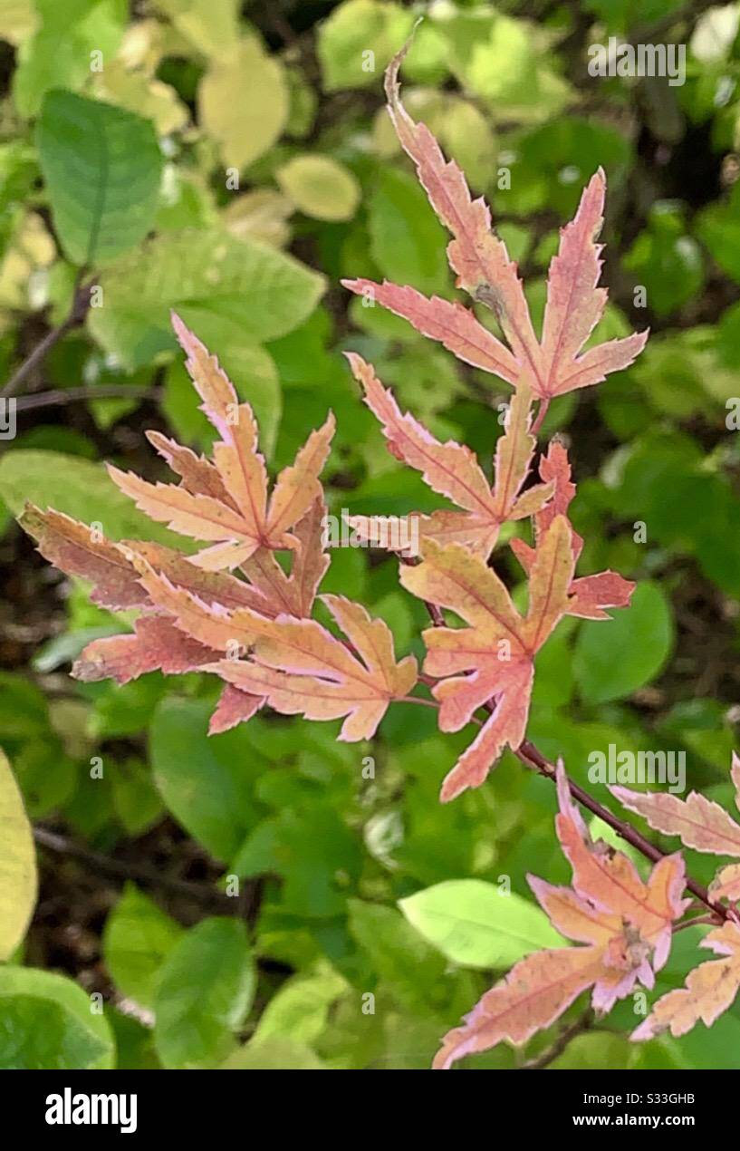 Acer palmatum taylor hi-res stock photography and images - Alamy