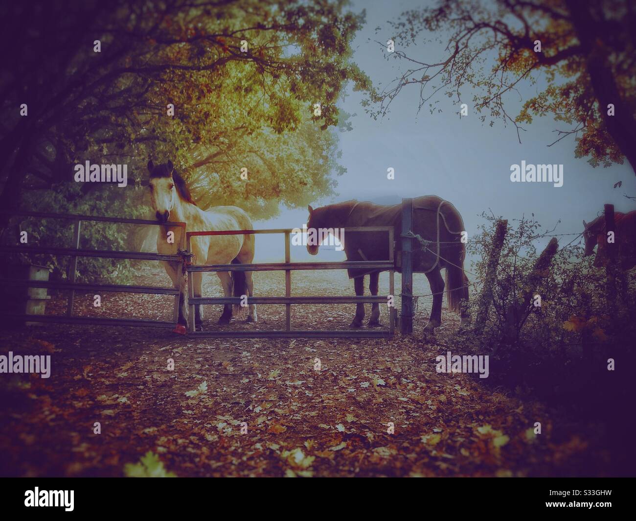 Horses in the countryside Stock Photo - Alamy