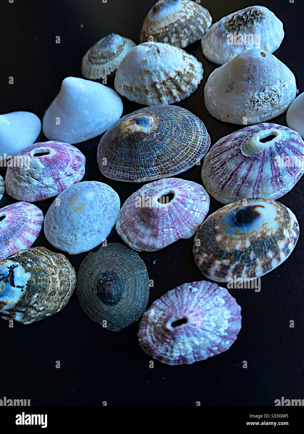 Pacific seashells hi-res stock photography and images - Alamy