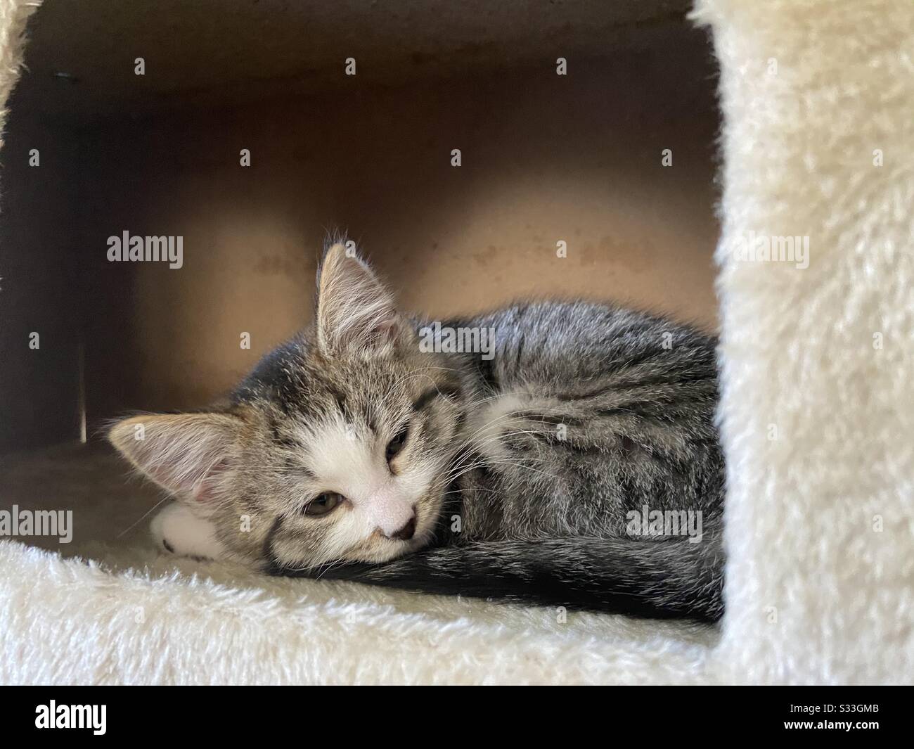 Kitties High Resolution Stock Photography and Images - Alamy