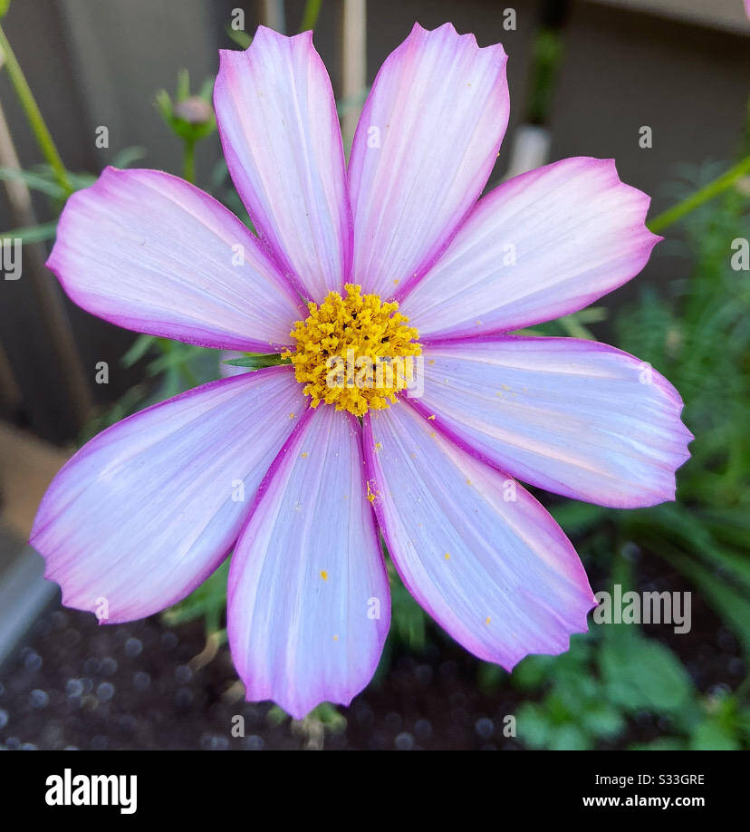 Purple cosmo flower hi-res stock photography and images - Alamy